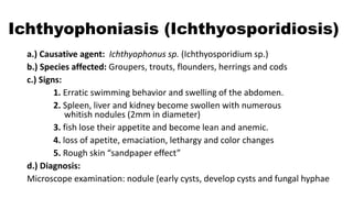 Fungal Diseases on Fishes | PPT