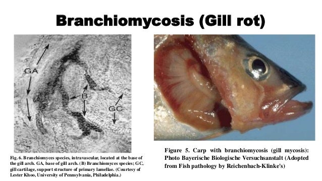 Fungal Diseases on Fishes