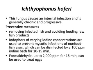FUNGAL_DISEASES in fishes and the effect. | PPT | Chemistry | Science
