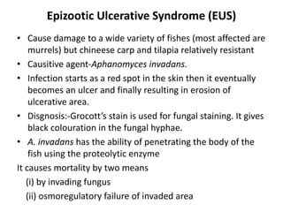 FUNGAL_DISEASES in fishes and the effect. | PPT | Chemistry | Science
