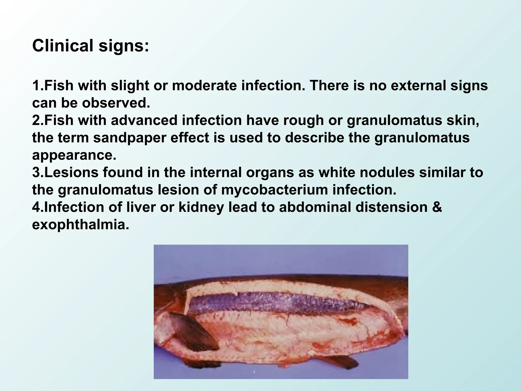 FUNGAL DISEASES IN FISH IN FARMS AND PONDS | PPT