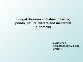 FUNGAL DISEASES IN FISH IN FARMS AND PONDS | PPT