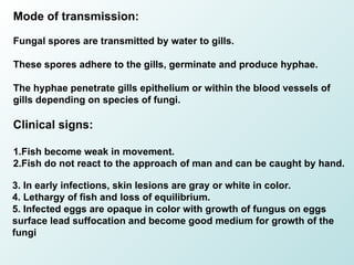 FUNGAL DISEASES IN FISH IN FARMS AND PONDS | PPT