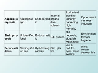 FUNGAL DISEASES IN FISH IN FARMS AND PONDS | PPT