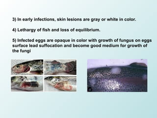 FUNGAL DISEASES IN FISH IN FARMS AND PONDS | PPT