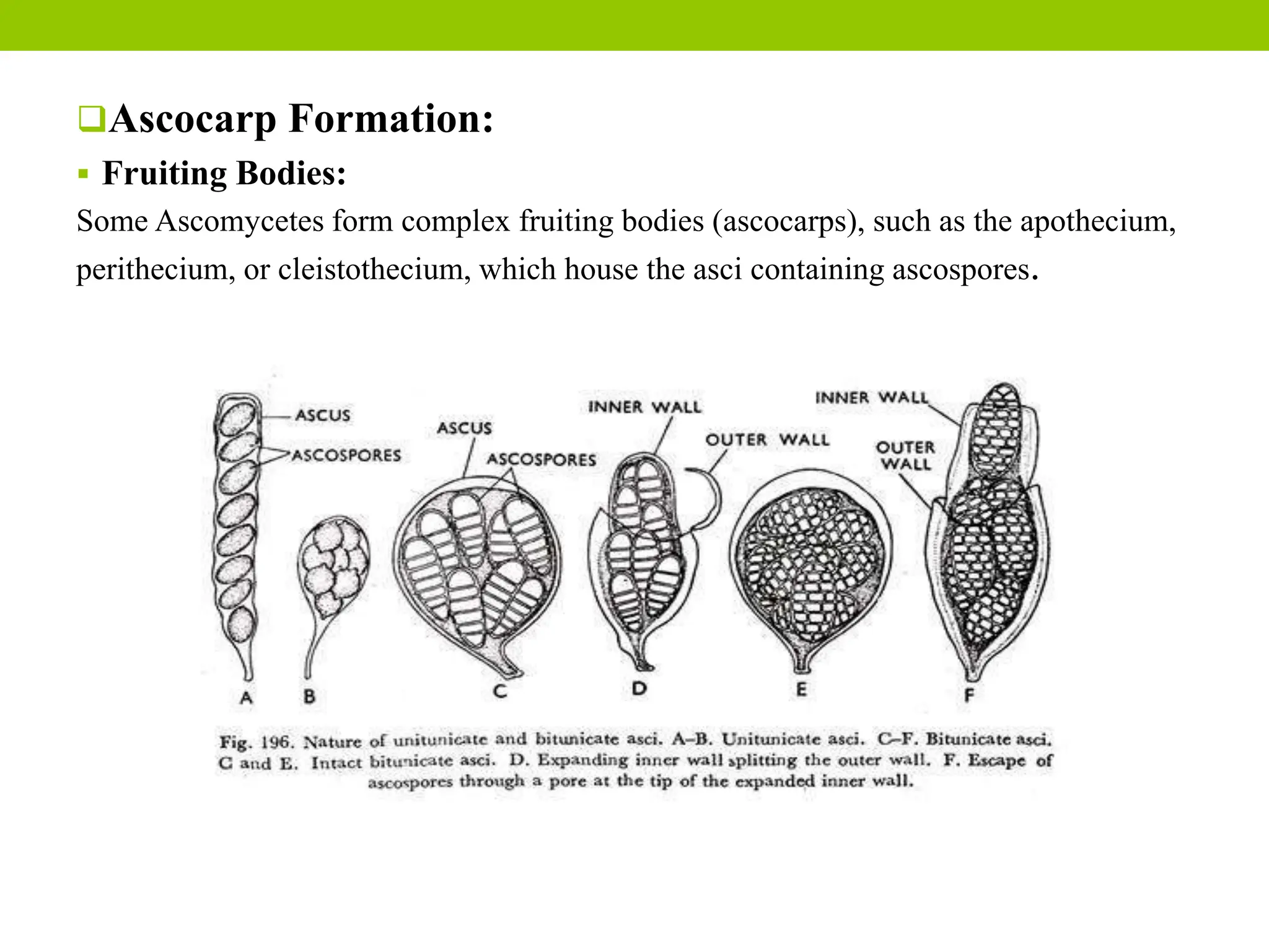 FUNGAL DIVISION 7.pptx