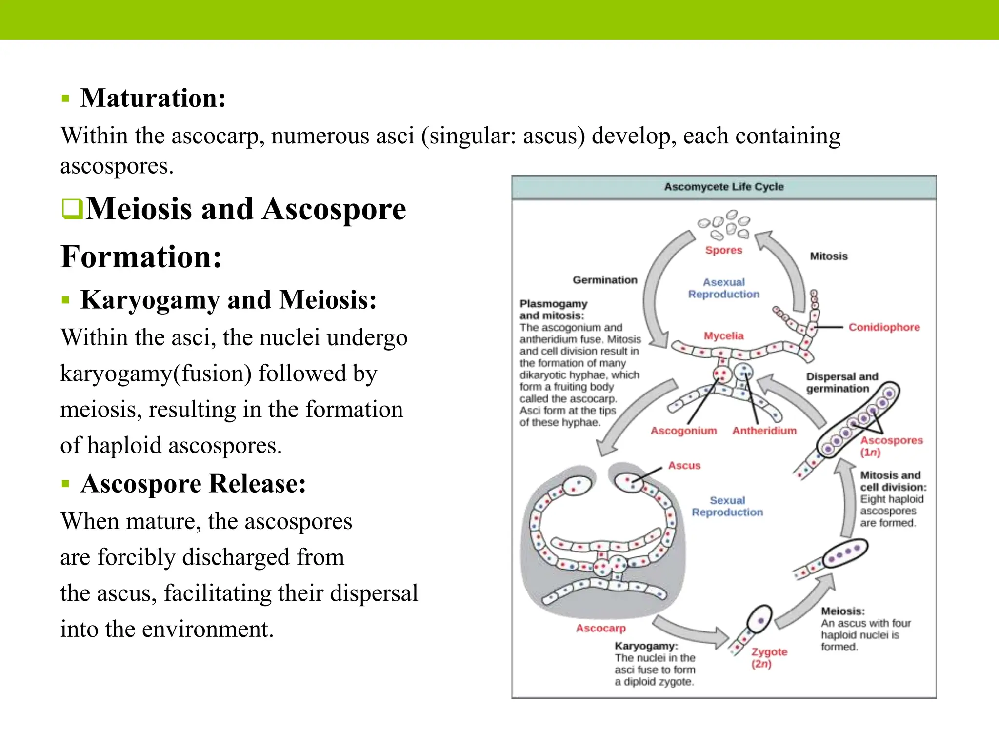 FUNGAL DIVISION 7.pptx