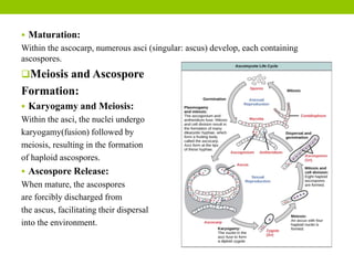 FUNGAL DIVISION 7.pptx