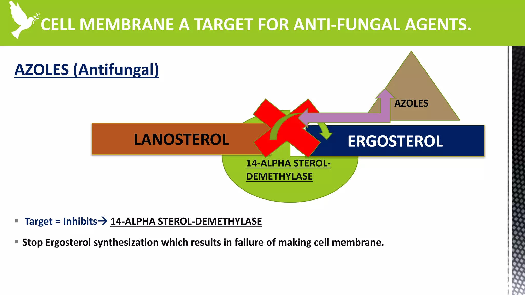 ANTI FUNGAL DRUGS AFFECTING CELL MEMBRANE AND CELL WALL. | PPTX