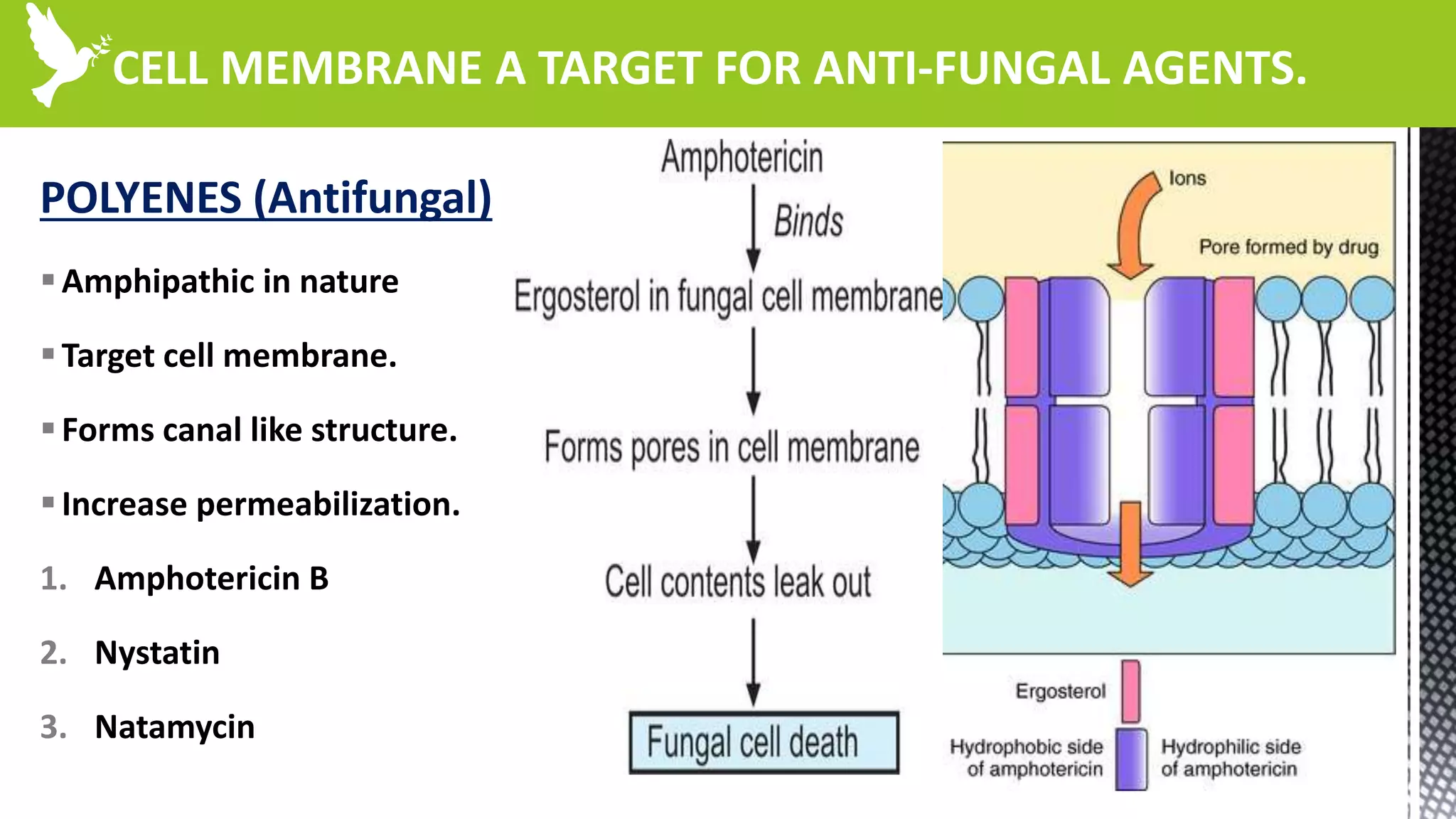 ANTI FUNGAL DRUGS AFFECTING CELL MEMBRANE AND CELL WALL. | PPTX