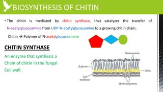 ANTI FUNGAL DRUGS AFFECTING CELL MEMBRANE AND CELL WALL. | PPTX