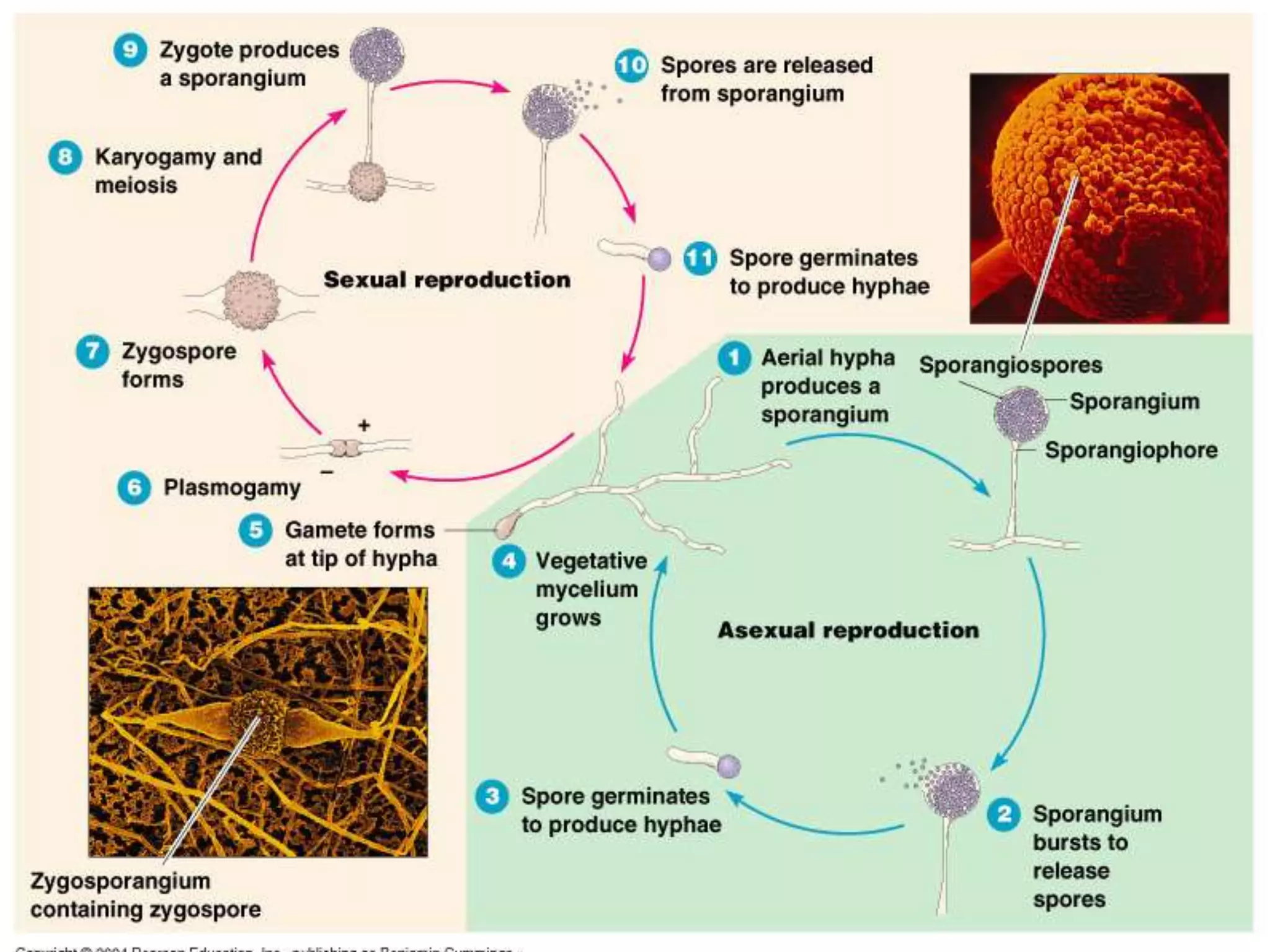 Fungal genetics | PPTX