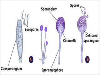 Columella Fungi