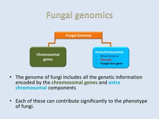 Fungal genomics | PPT