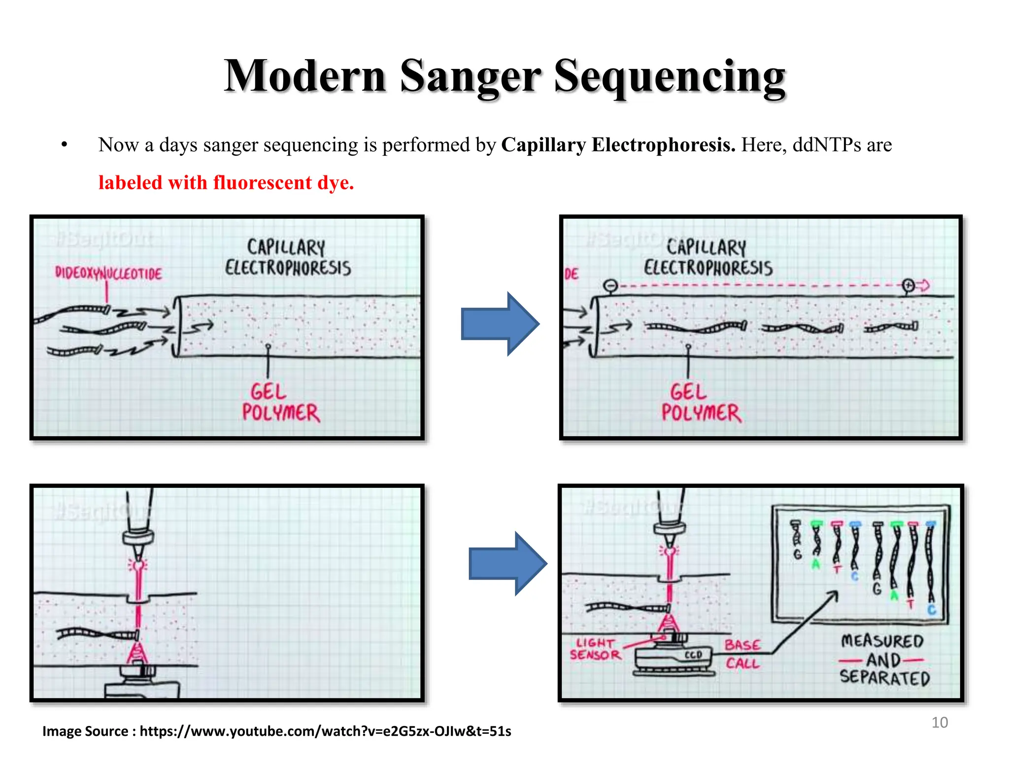 FUNGAL IDENTIFICATION BY SANGER SEQUENCING.pptx