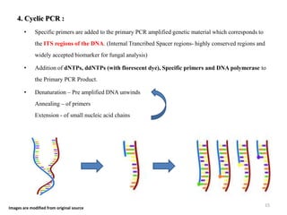 FUNGAL IDENTIFICATION BY SANGER SEQUENCING.pptx