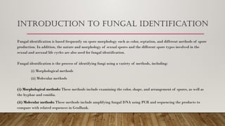 Fungal Identification Using Molecular Tools.pptx