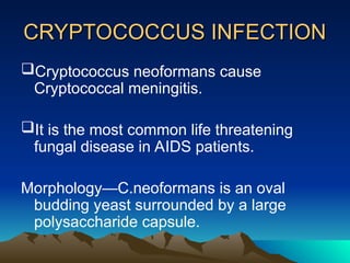 a brief presentation fungal iNFECTION.ppt