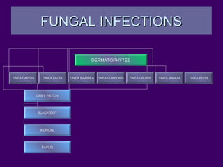 fungal infection and their treatment.ppt