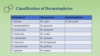 Fungal diseases in humans part 1 | PPTX