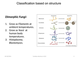 Fungal infection in Intensive care unit.pptx