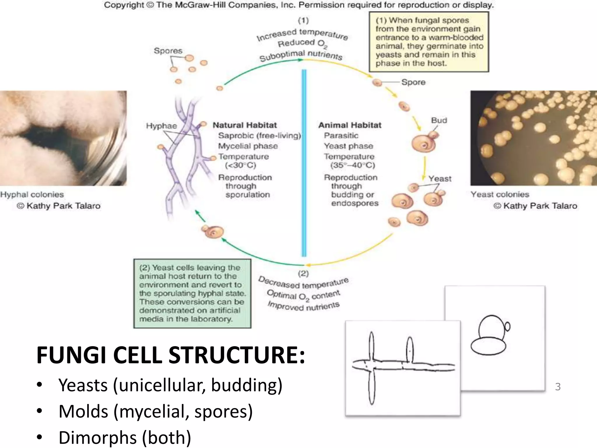 Fungal infections | PPTX