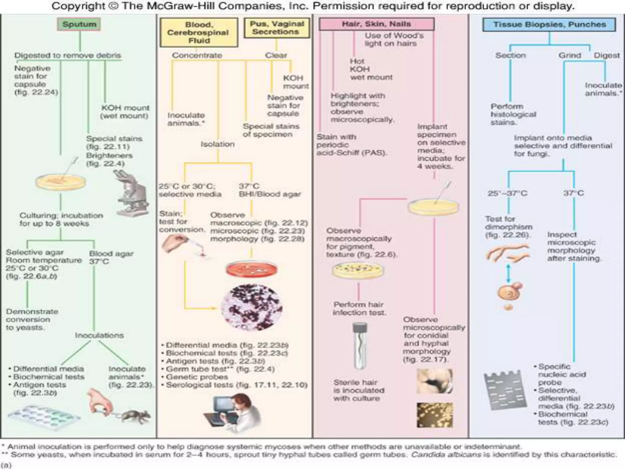 Fungal infections | PPTX