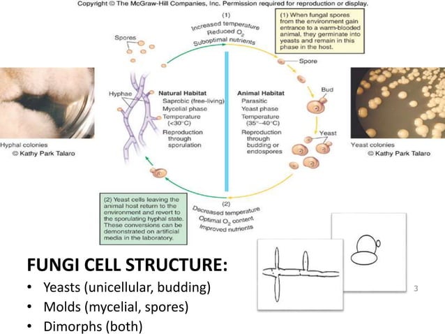 Fungal infections | PPTX