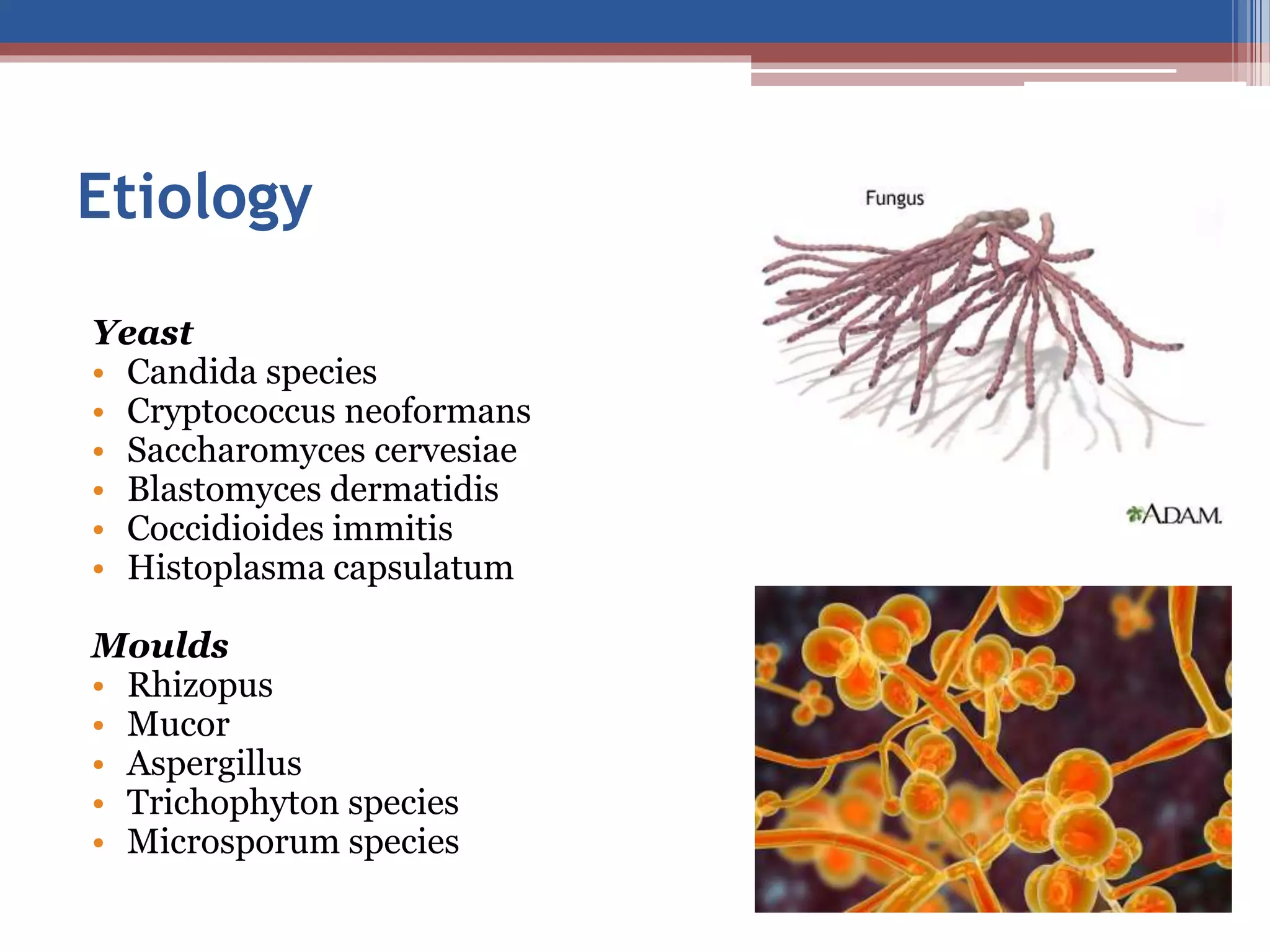 Fungal infections | PPTX