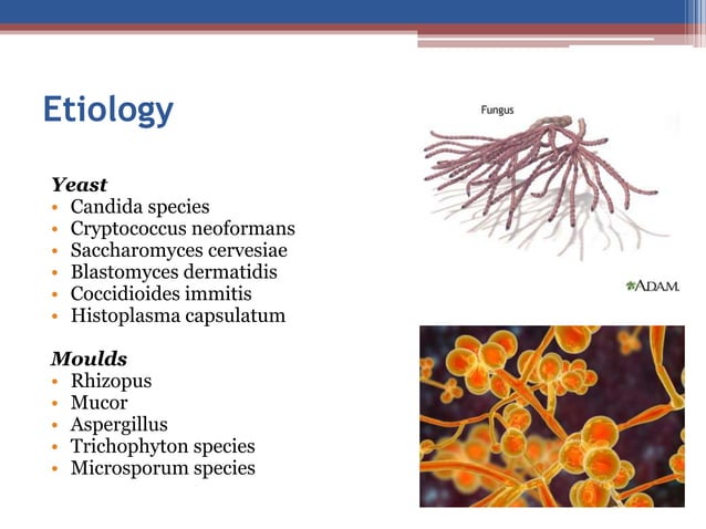 Fungal infections | PPTX | Lung and Respiratory Health | Diseases and ...