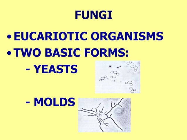 fungal infections powerpoint presentation.ppt | Lung and Respiratory ...