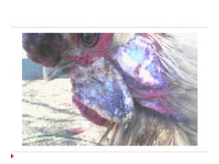 Fungal infections in poultry | PPTX