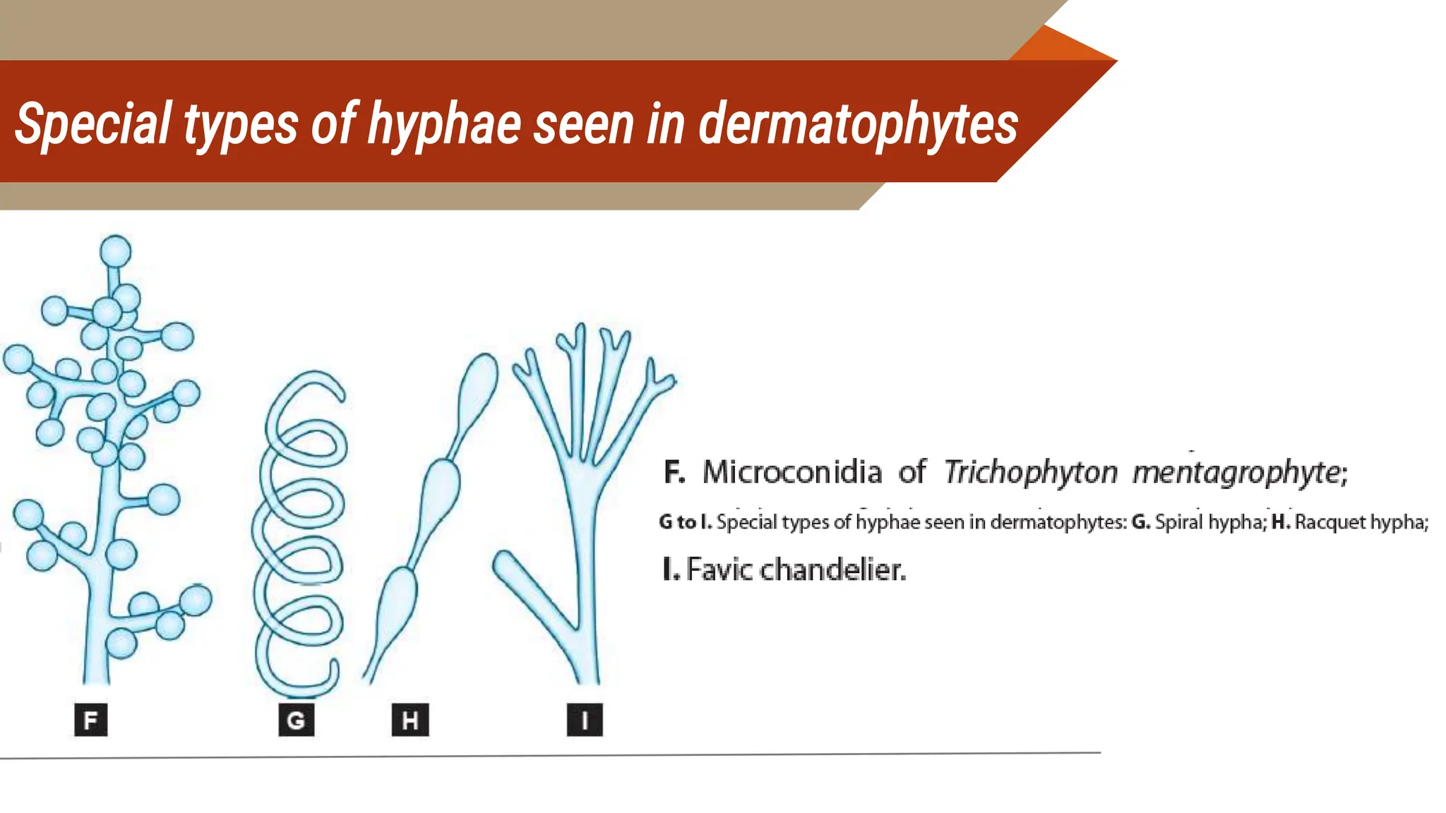 Fungal Infections of Skin, Soft tissue.pptx