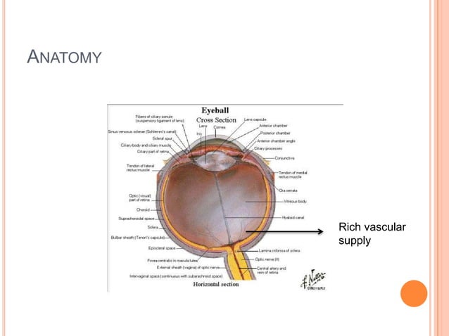Fungal infections of the eye | PPTX | Eye and Vision Conditions ...
