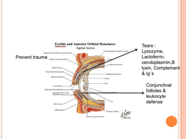 Fungal infections of the eye | PPTX | Eye and Vision Conditions ...