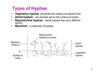 Fungal infections of the oral cavity | PDF