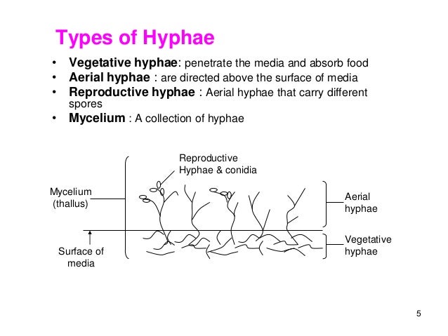 Fungal infections of the oral cavity