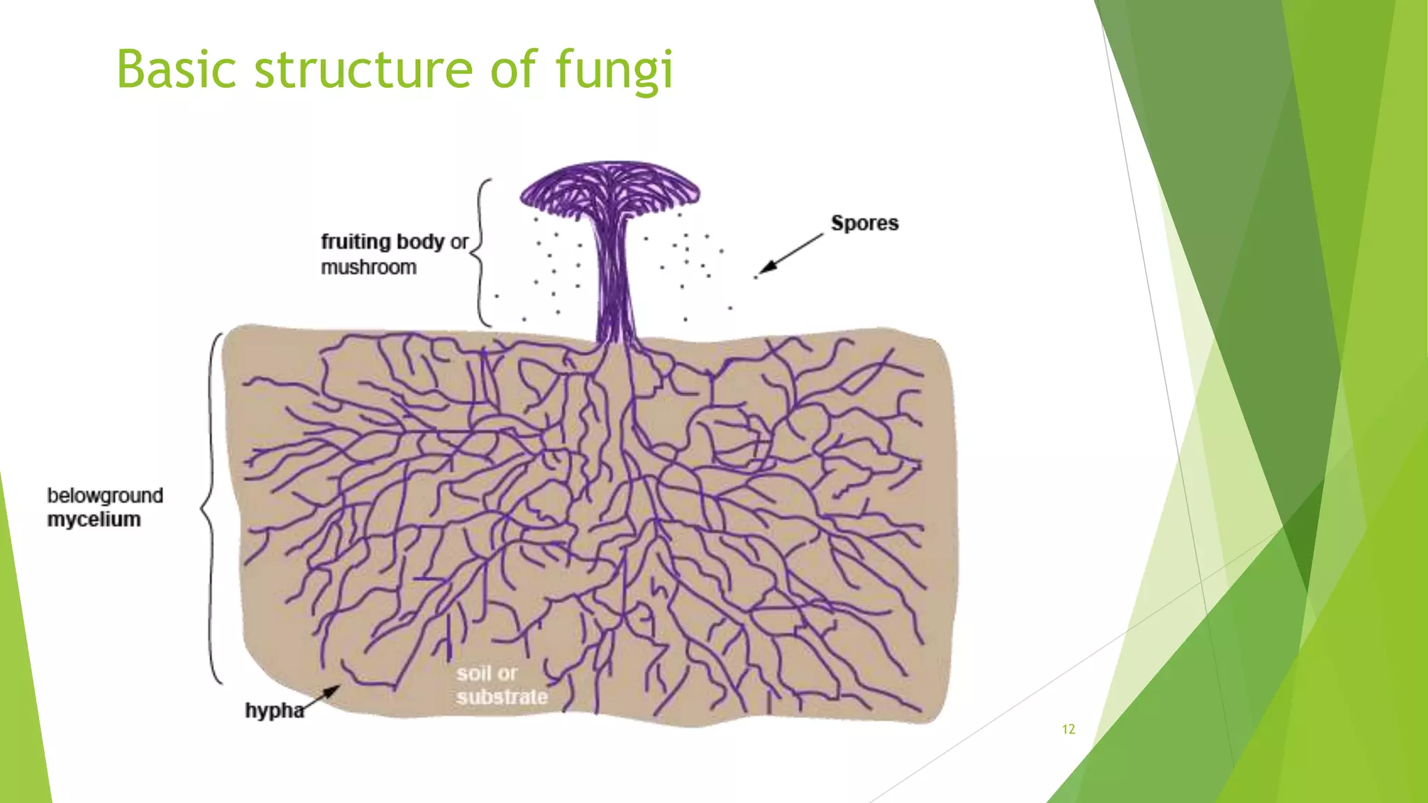 FUNGAL INFECTIONS OF ORAL CAVITY | PPTX