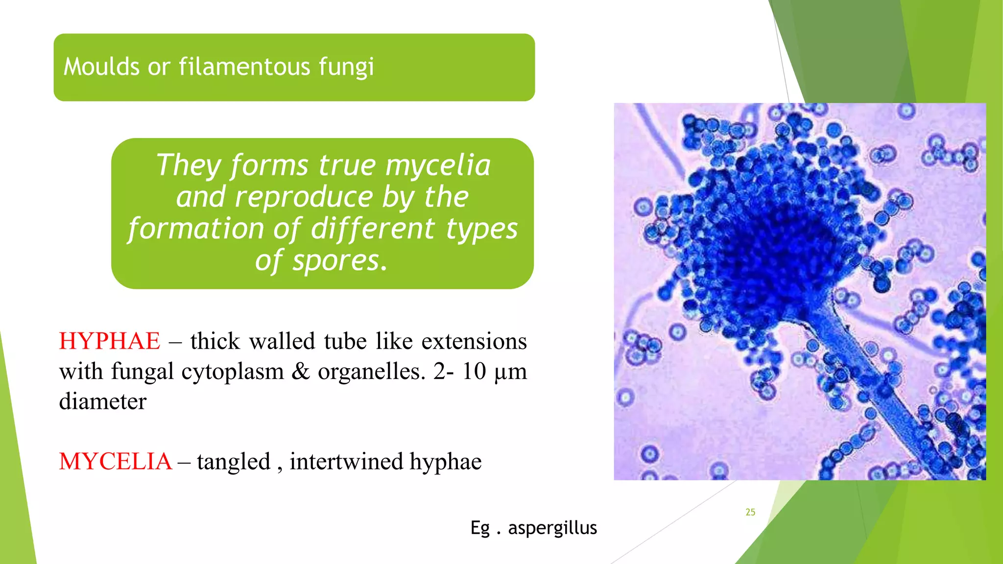 FUNGAL INFECTIONS OF ORAL CAVITY | PPTX