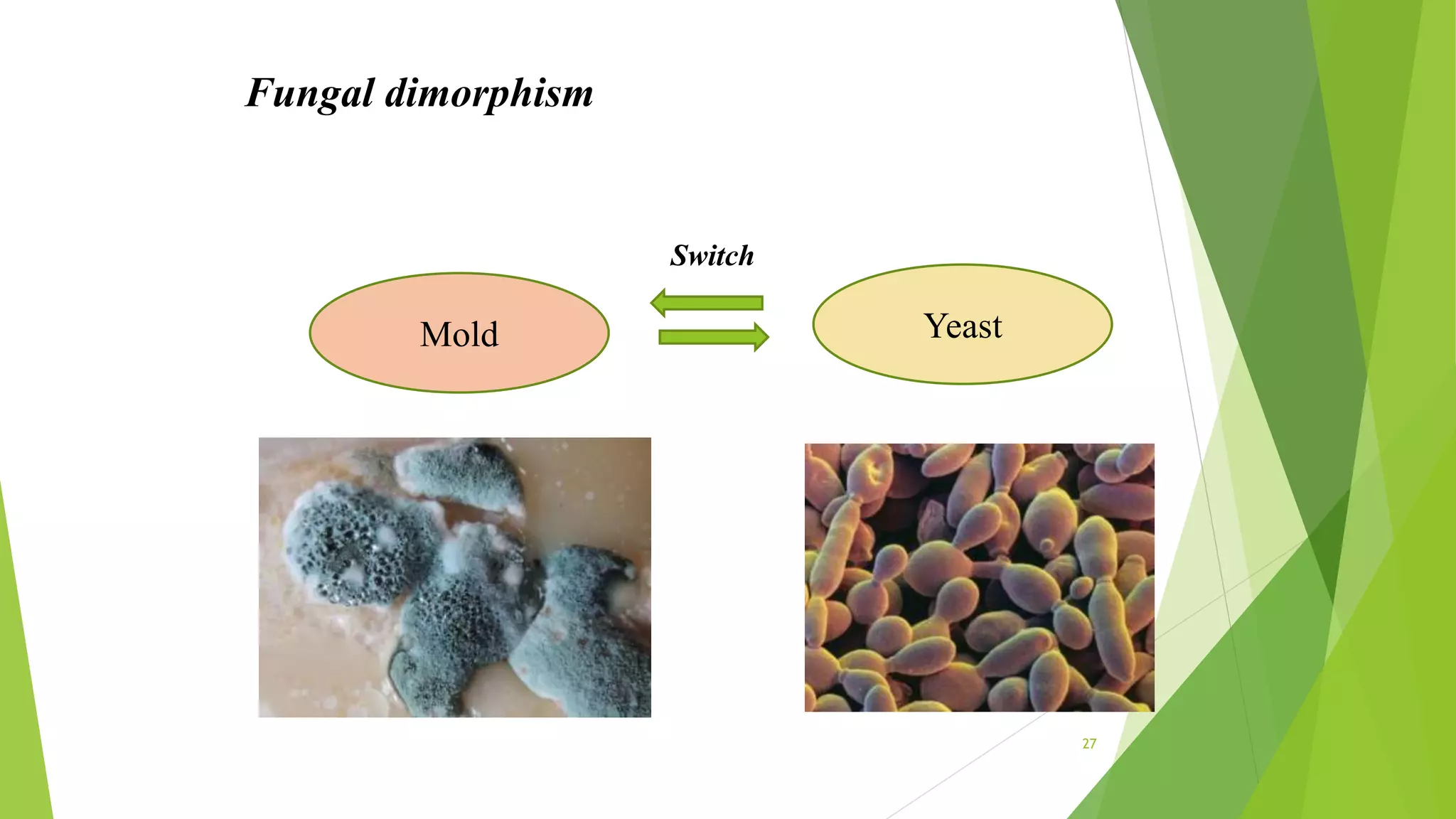 FUNGAL INFECTIONS OF ORAL CAVITY | PPTX