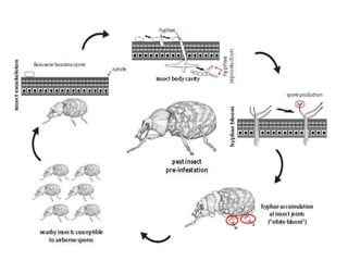 Fungal insecticides.ppt