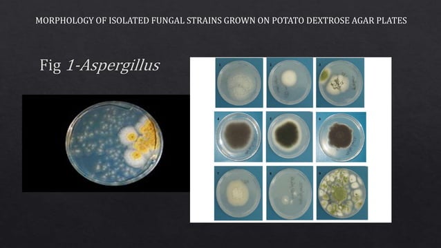 Fungal media | PPTX | Chemistry | Science