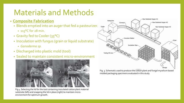 Fungal mycelium and cotton plant materials in the manifacture of ...