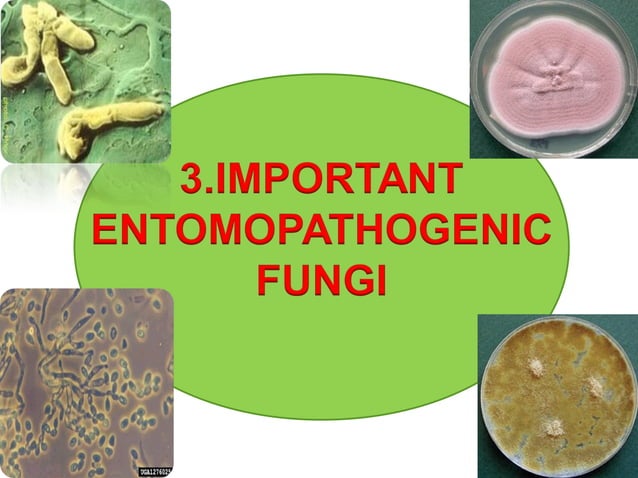 ENTOMOPATHOGENIC FUNGI | PPT | Beekeeping | Hobbies & Interests