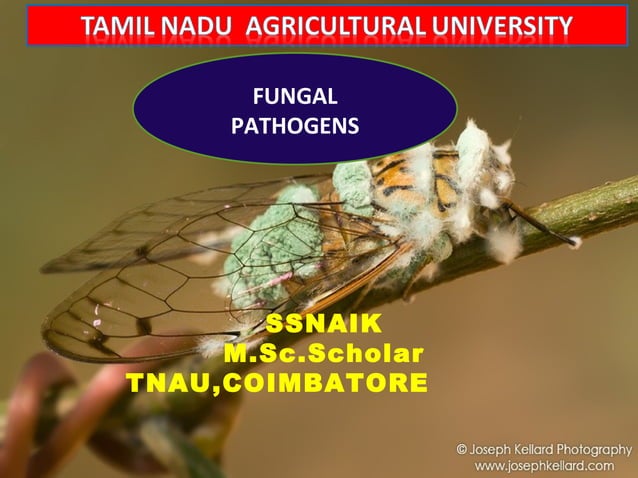 ENTOMOPATHOGENIC FUNGI | PPT | Beekeeping | Hobbies & Interests