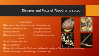 Black Pod disease of cocoa | PPTX
