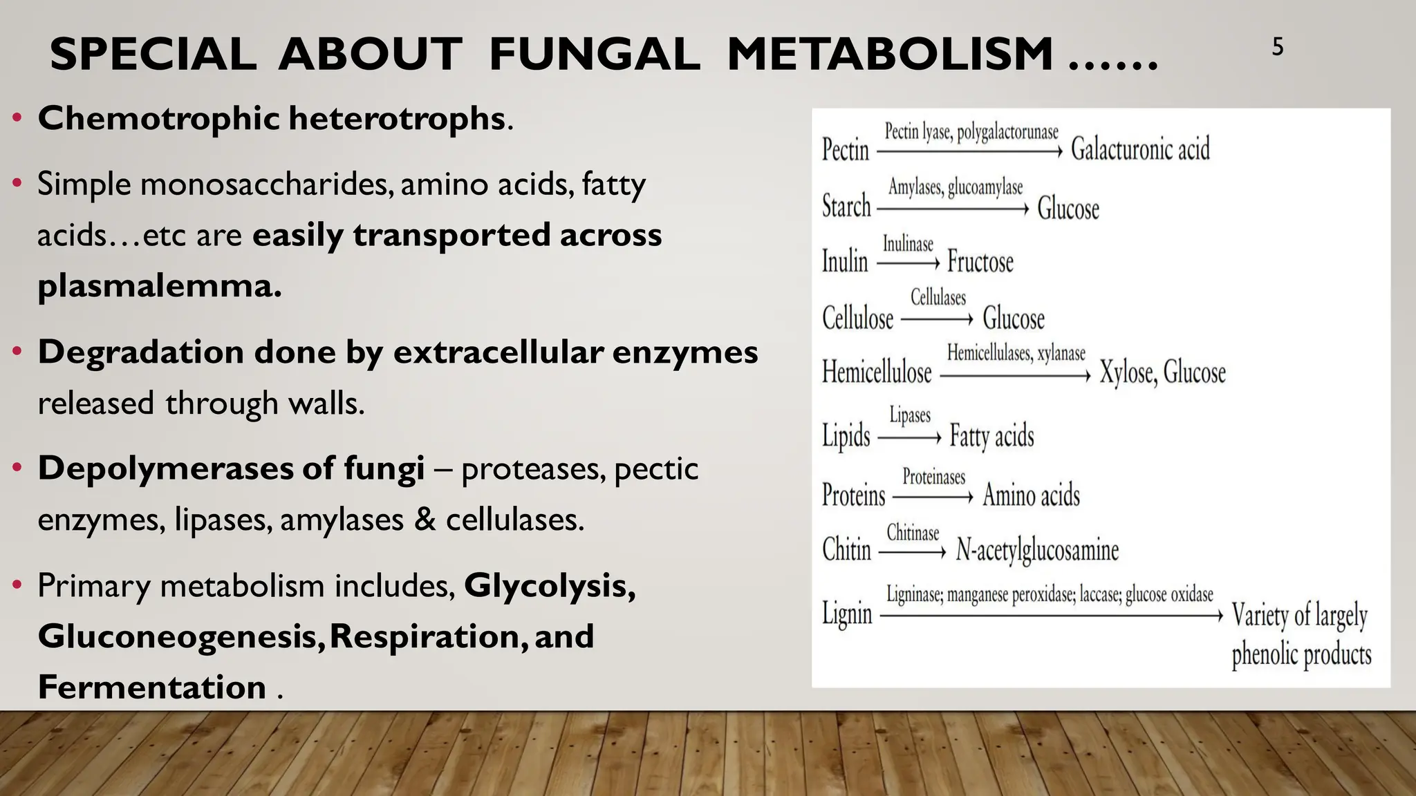 Fungal primary and secondary metabolism.pdf