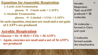 Fungal primary and secondary metabolism.pdf