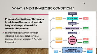 Fungal primary and secondary metabolism.pdf