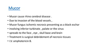 FUNGAL RHINOSINUSITIS CLINICAL FEATURES AND TREATMENT | PPT